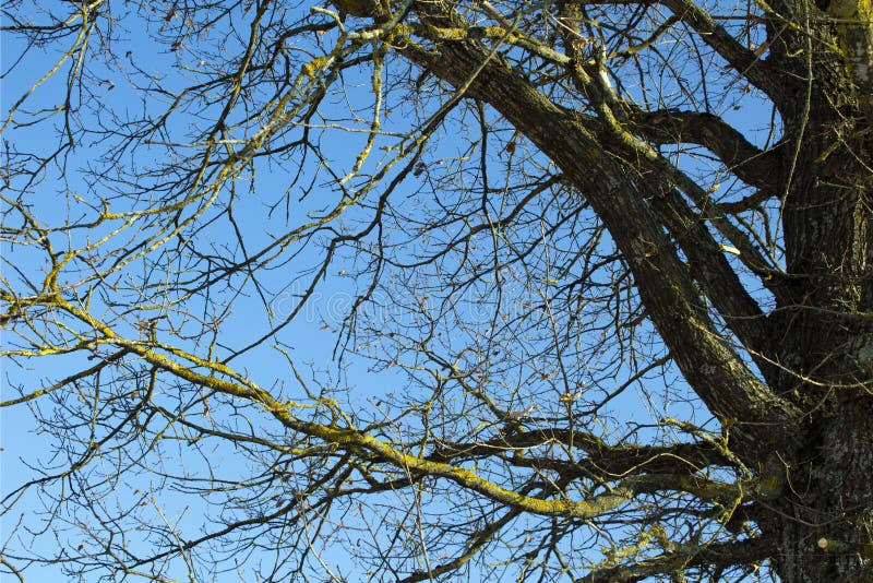 Bare Dark Tree Branches Growing in the Daytime with the Blue Sky in the ...
