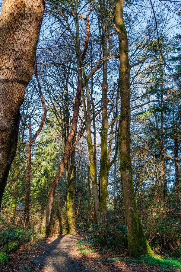 Bare December Trees 6 stock photo. Image of outdoors - 352097128