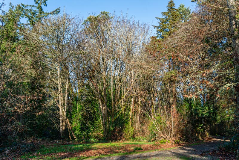 Bare December Trees 5 stock photo. Image of park, plants - 352206966