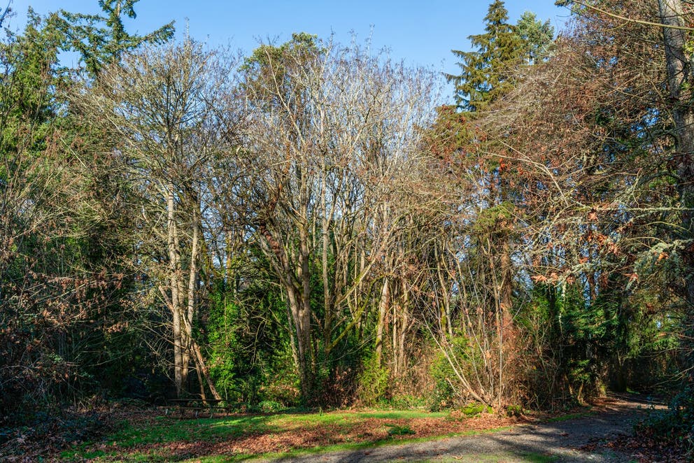 Bare December Trees 5 stock photo. Image of park, plants - 352206966