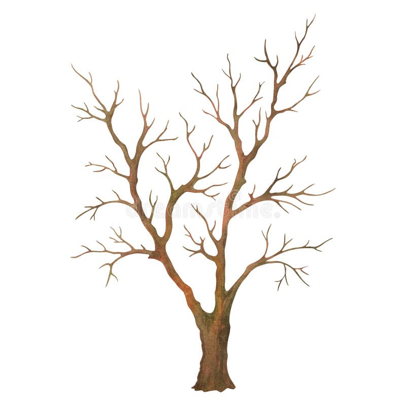 Bare Deciduous Tree. Isolated Leafless Tree. Natural Object from Forest ...