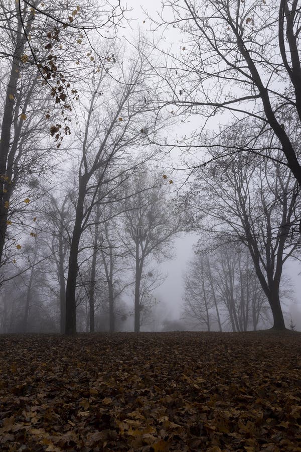 Bare Deciduous Trees in Autumn Cold Weather Stock Image - Image of ...