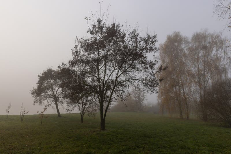 Bare Deciduous Trees in Autumn Cold Weather Stock Photo - Image of ...