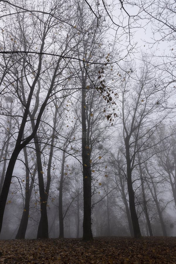 Bare Deciduous Trees in Autumn Cold Weather Stock Image - Image of ...