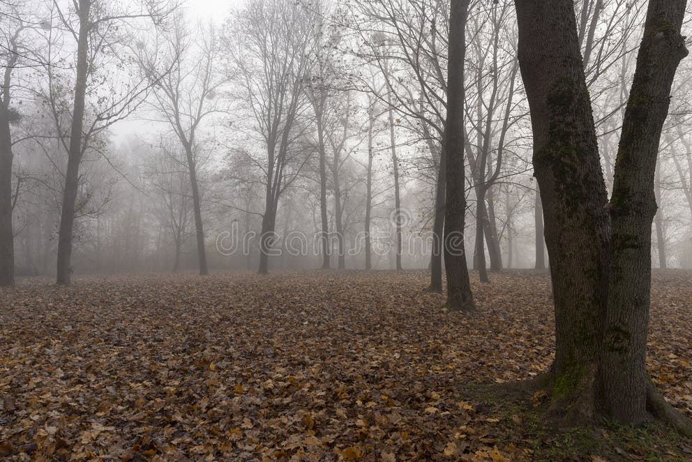 Bare Deciduous Trees in Autumn Cold Weather Stock Photo - Image of ...