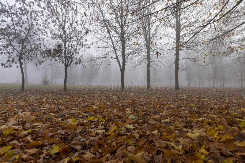 Bare Deciduous Trees in Autumn Cold Weather Stock Photo - Image of ...