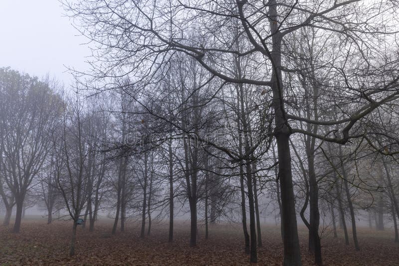 Bare Deciduous Trees in the Autumn Season in Cloudy Weather Stock Photo ...