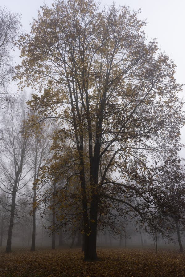 Bare Deciduous Trees in the Autumn Season in Cloudy Weather Stock Image ...