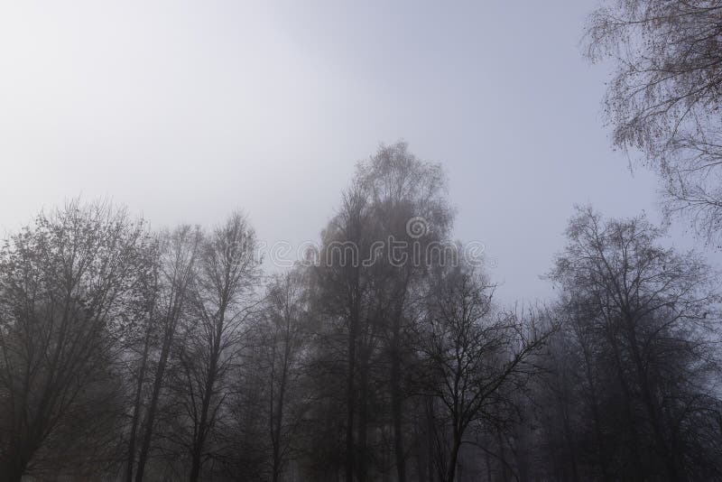Bare Deciduous Trees in the Autumn Season in Cloudy Weather Stock Photo ...