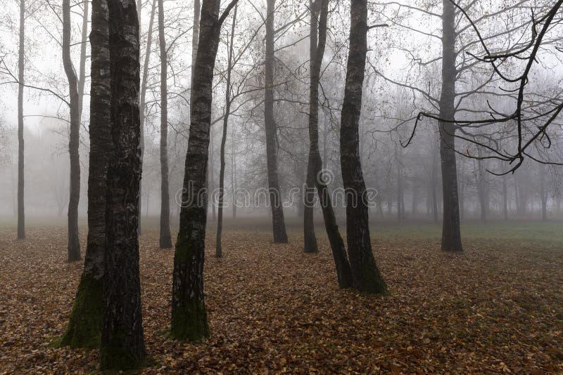 Bare Deciduous Trees in the Autumn Season in Cloudy Weather Stock Image ...