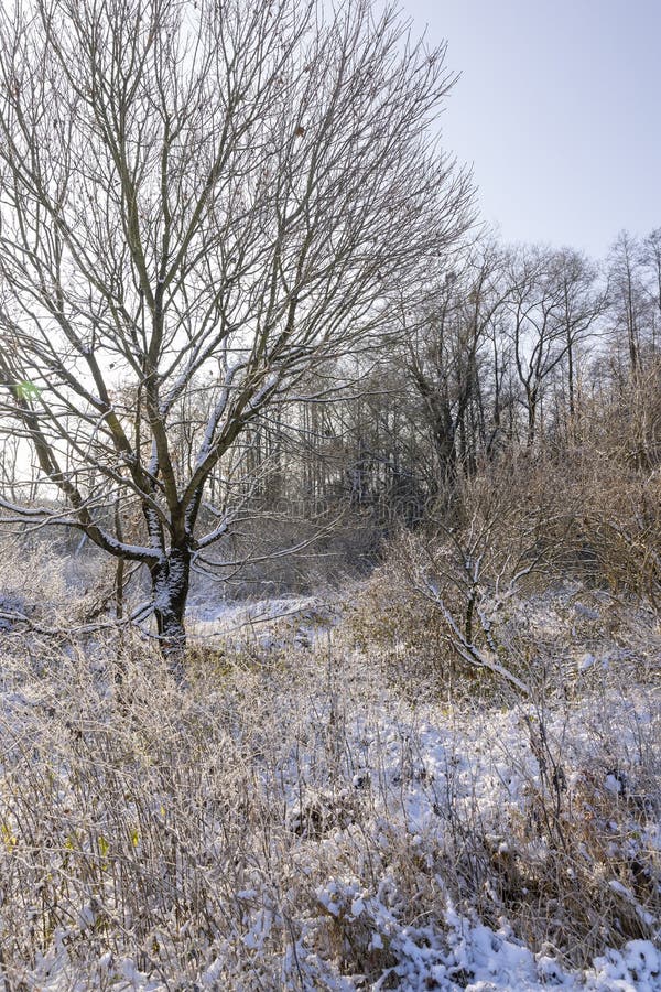 Bare Deciduous Trees in the Forest in Winter Stock Photo - Image of ...