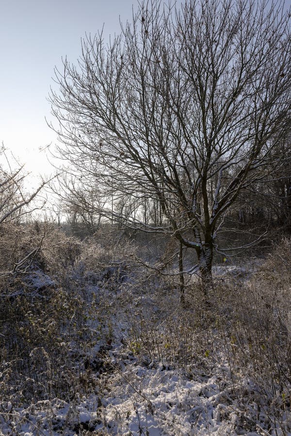 Branches of Deciduous Trees in the Park in Spring Sunny Weather Stock ...