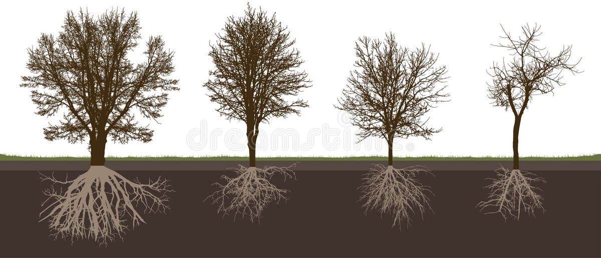 Aspen Roots Stock Illustrations – 29 Aspen Roots Stock Illustrations ...