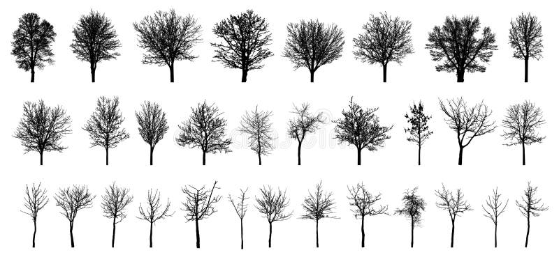Bare Deciduous Trees Silhouette, Set. Beautiful Different Leafless ...