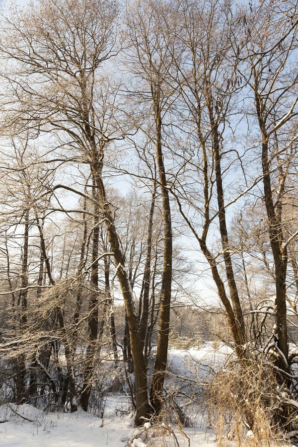 Bare Deciduous Trees in the Snow in Winter Stock Image - Image of ...