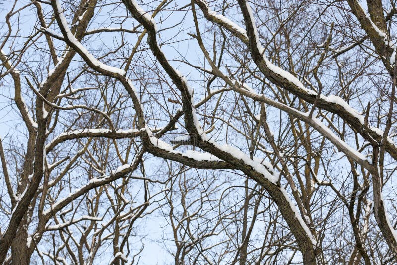 Bare Deciduous Trees in the Snow in Winter Stock Image - Image of ...