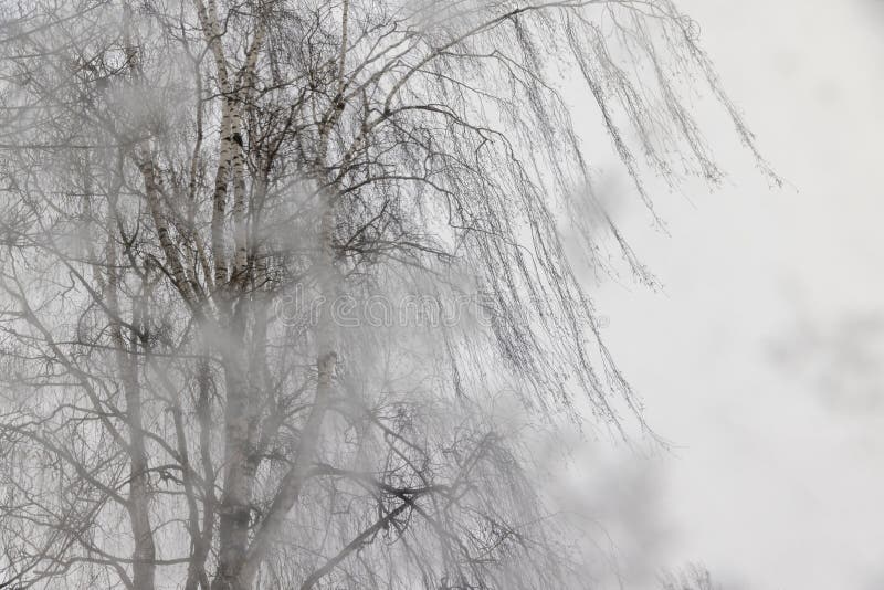 Bare Deciduous Trees in Snowy Cold Winter Stock Image - Image of view ...