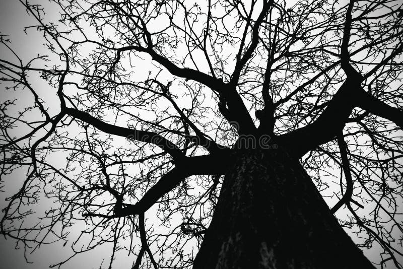 Desolate tree stock photo. Image of background, solo - 36634652