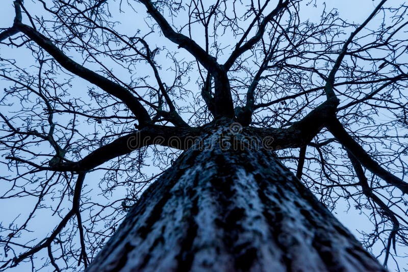 Desolate tree stock photo. Image of background, solo - 36634652