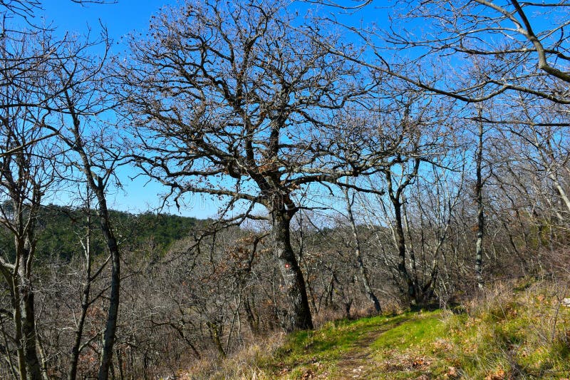 Bare Downy Oak (Quercus Pubescens) Deciduous Tree Stock Photo - Image ...