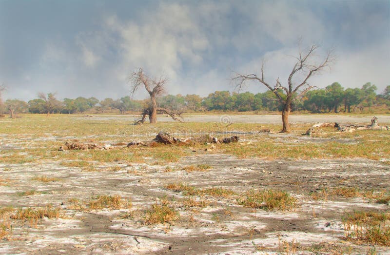 Trees with Bare Roots in a Scary Dark Autumn Fairy Forest Stock Image ...