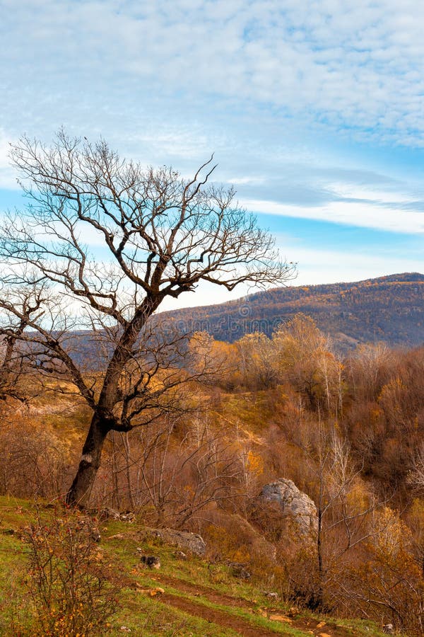 A Bare, Dry, Twisted Tree Bent on the Mountainside. Vertical Autumn ...