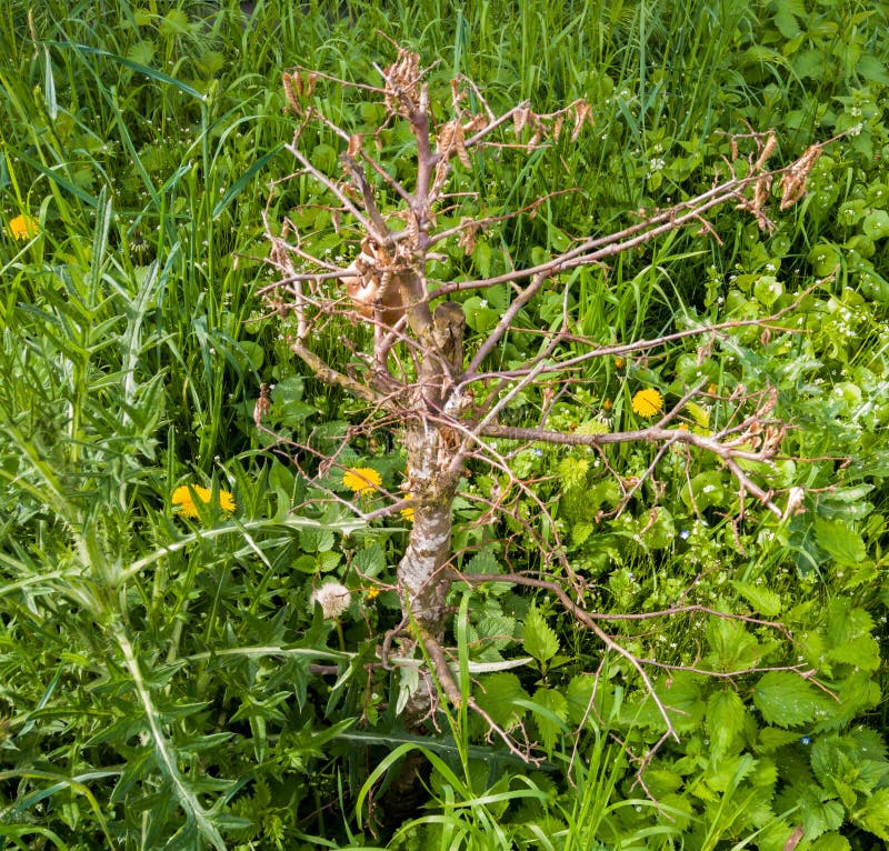 Bare Dwarf Tree among Green Grass Stock Photo - Image of sketch, shrub ...