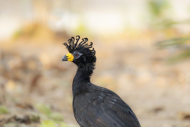 BAre-faced curassow stock photo. Image of crest, grosso - 346141494