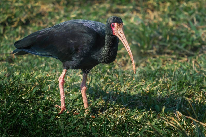 Bare-faced Ibis bird stock image. Image of threskiornithidae - 347562803