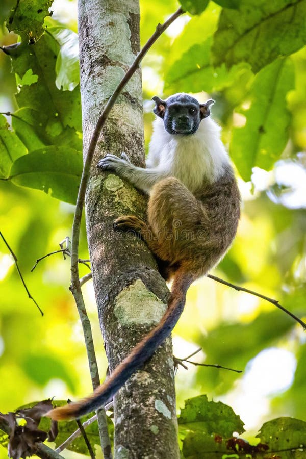 Bare-Faced Tamarin Rare Monkey in Natural Habitat Brazil Rainforest ...