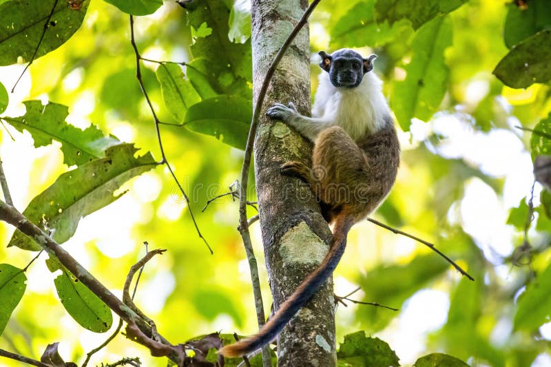 Bare-Faced Tamarin Rare Monkey in Natural Habitat Brazil Rainforest ...