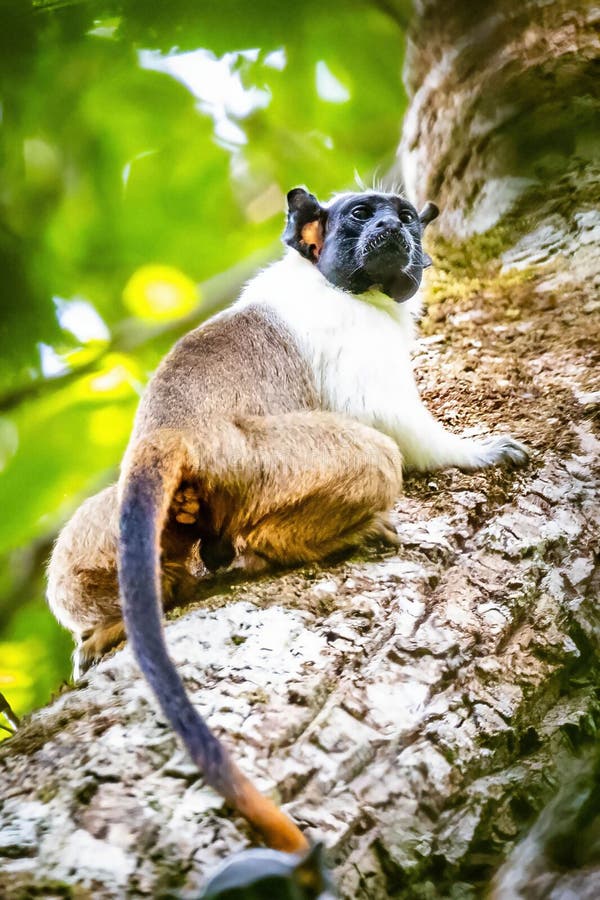 Bare-Faced Tamarin Rare Monkey in Natural Habitat Brazil Rainforest ...