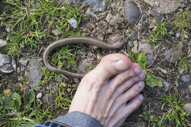 Bare Foot on Snake stock image. Image of situation, stress - 91596741
