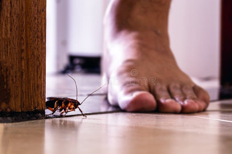 Bare Foot Stepping on Dead Cockroach, Disgusting Scene, Poor Hygiene ...
