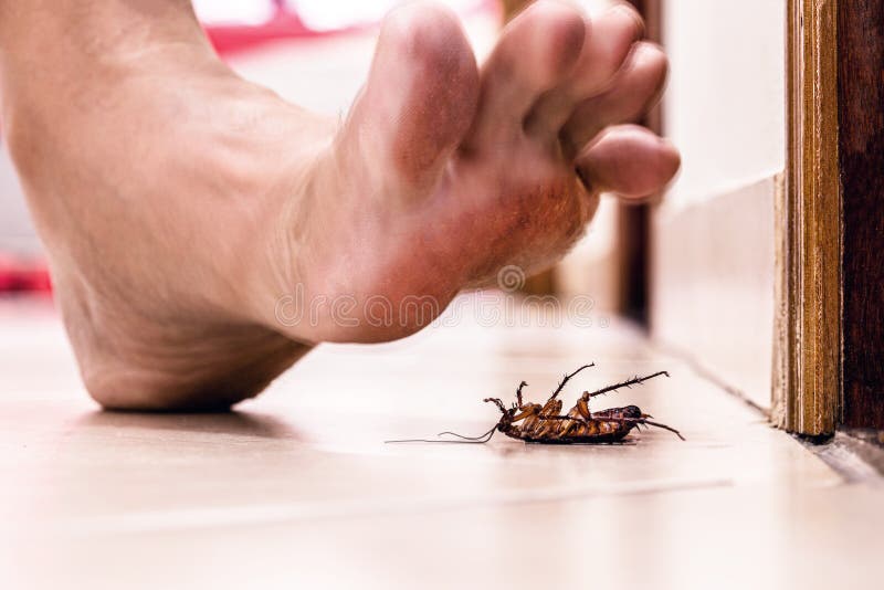 Stepping Roach Barefoot Stock Photos - Free & Royalty-Free Stock Photos ...