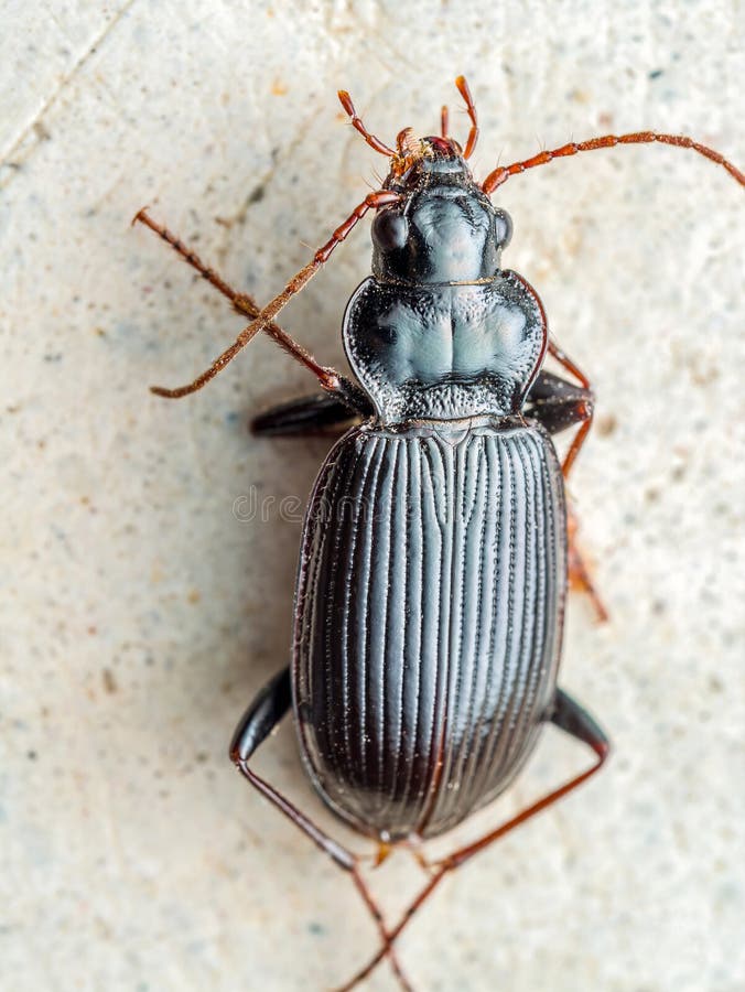 Bare Footed Heart Shield Beetle Stock Illustration - Illustration of ...