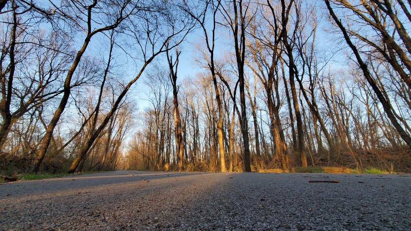 A Bare Forest on a Chilly Day Stock Photo - Image of landscape, forest ...