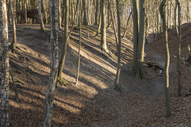 Bare forest stock image. Image of breaks, bare, light - 88147453