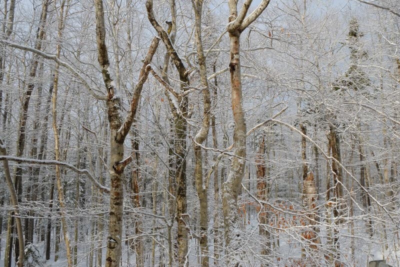 Bare Forest Trees Covered in Snow and Ice Stock Image - Image of snowy ...