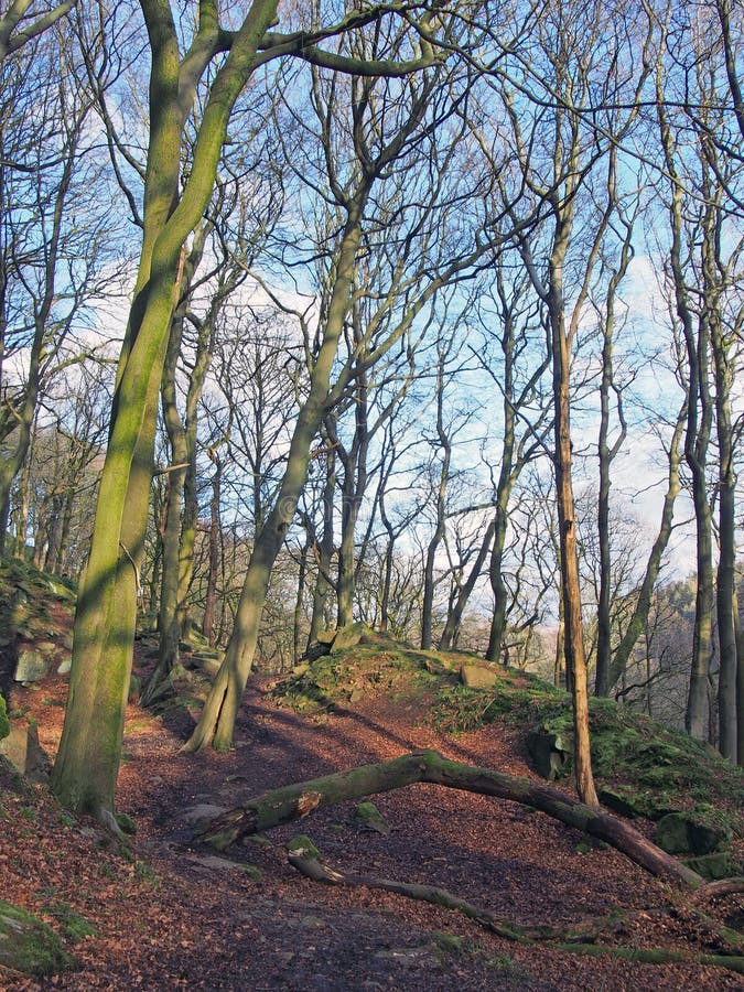 Bare Forest Trees on Hilly Ground with Scattered Moss Covered Boulders ...