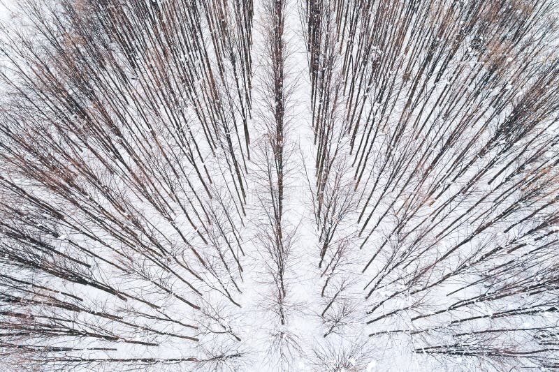 Trunks Trees Top Down Stock Photos - Free & Royalty-Free Stock Photos ...