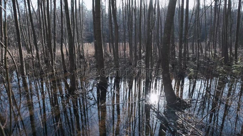 Springtime flood in forest stock video. Video of wild - 310920641