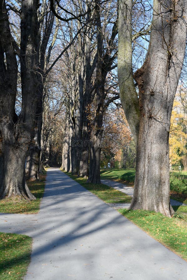 Alley Way with Old Trees in Autumn - Planes and Chestnut beside the ...