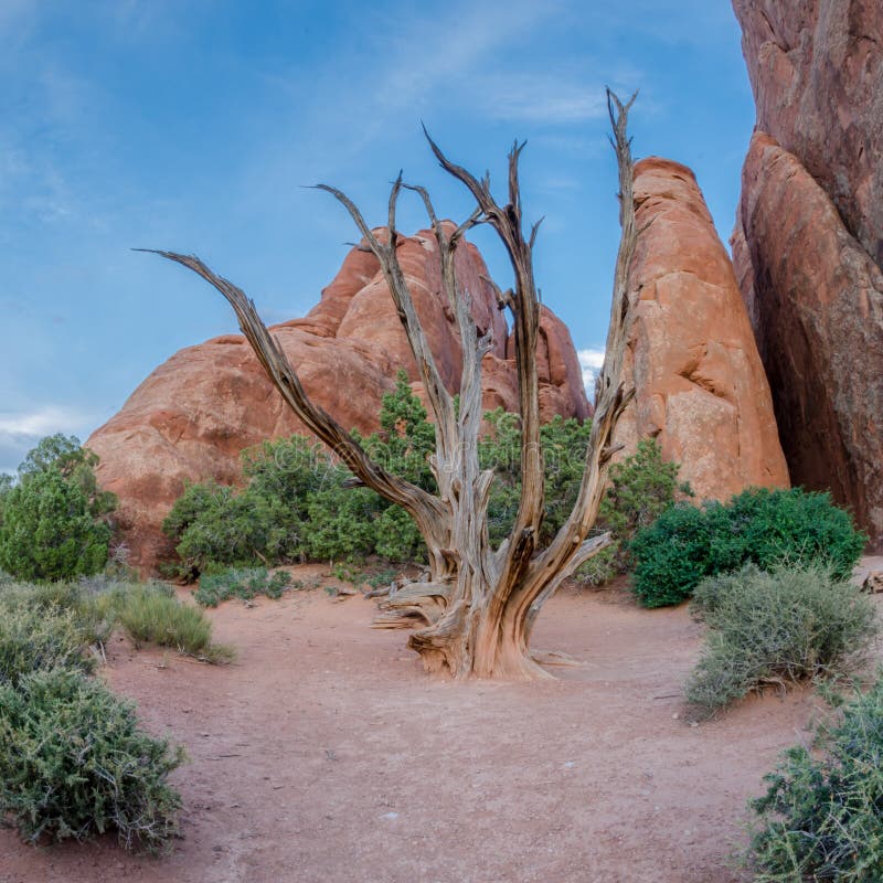 Juniper Tree Sandstone Arches National Park Moab Utah Stock Image ...