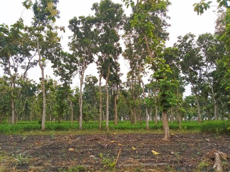 Bare Land, Lined with Tall Trees, Beneath Which Grass is Planted. with ...