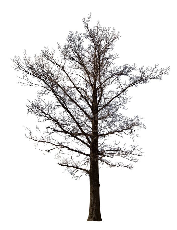 Straight Tree Branches without Leaves in the Fog Stock Photo - Image of ...