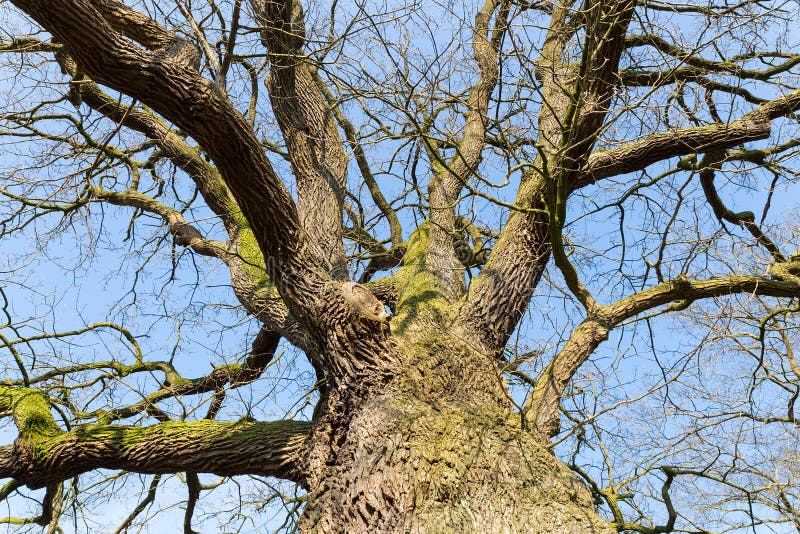 Bare Leafless Oak Tree Bottom View with Blue Sky in Winter Stock Photo ...