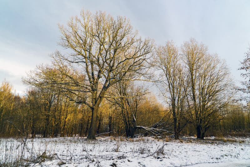 A Bare Leafless Oak Tree among the Trees . the First Snow Cover. Stock ...