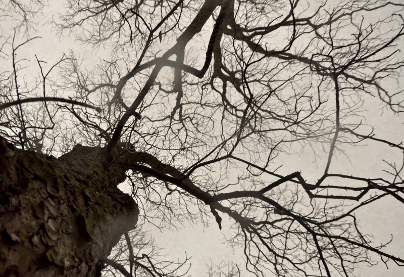 Aged, Large Trees in the Park, Against the Background of a Gray Sky ...