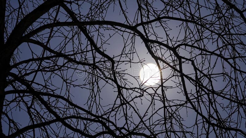 Bare, Leafless Tree Branches Silhouetted Against Clear Night Sky with Luminous Full Moon Glowing ...